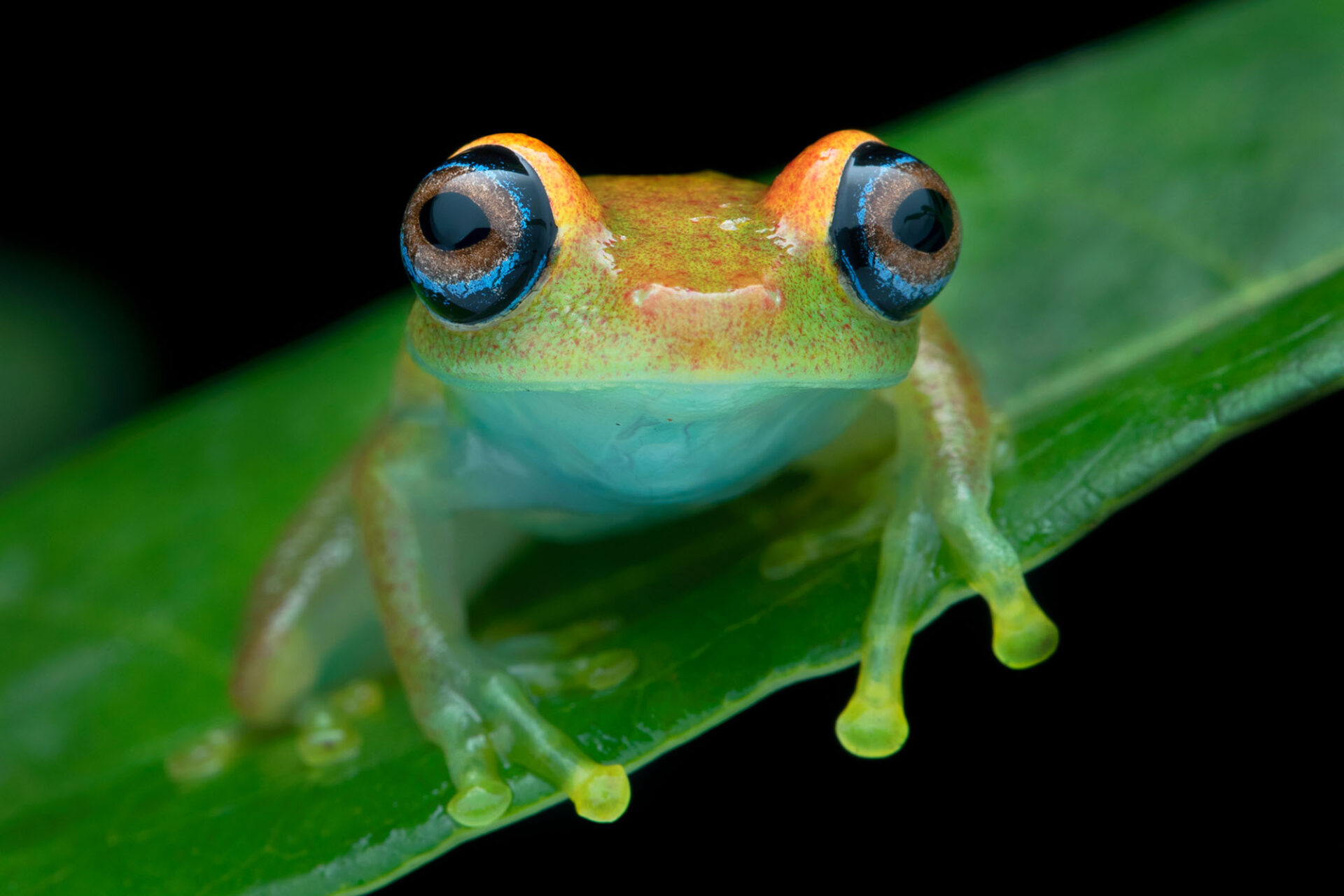 10 Frogs Of Madagascar - Photography Tours To Madagascar