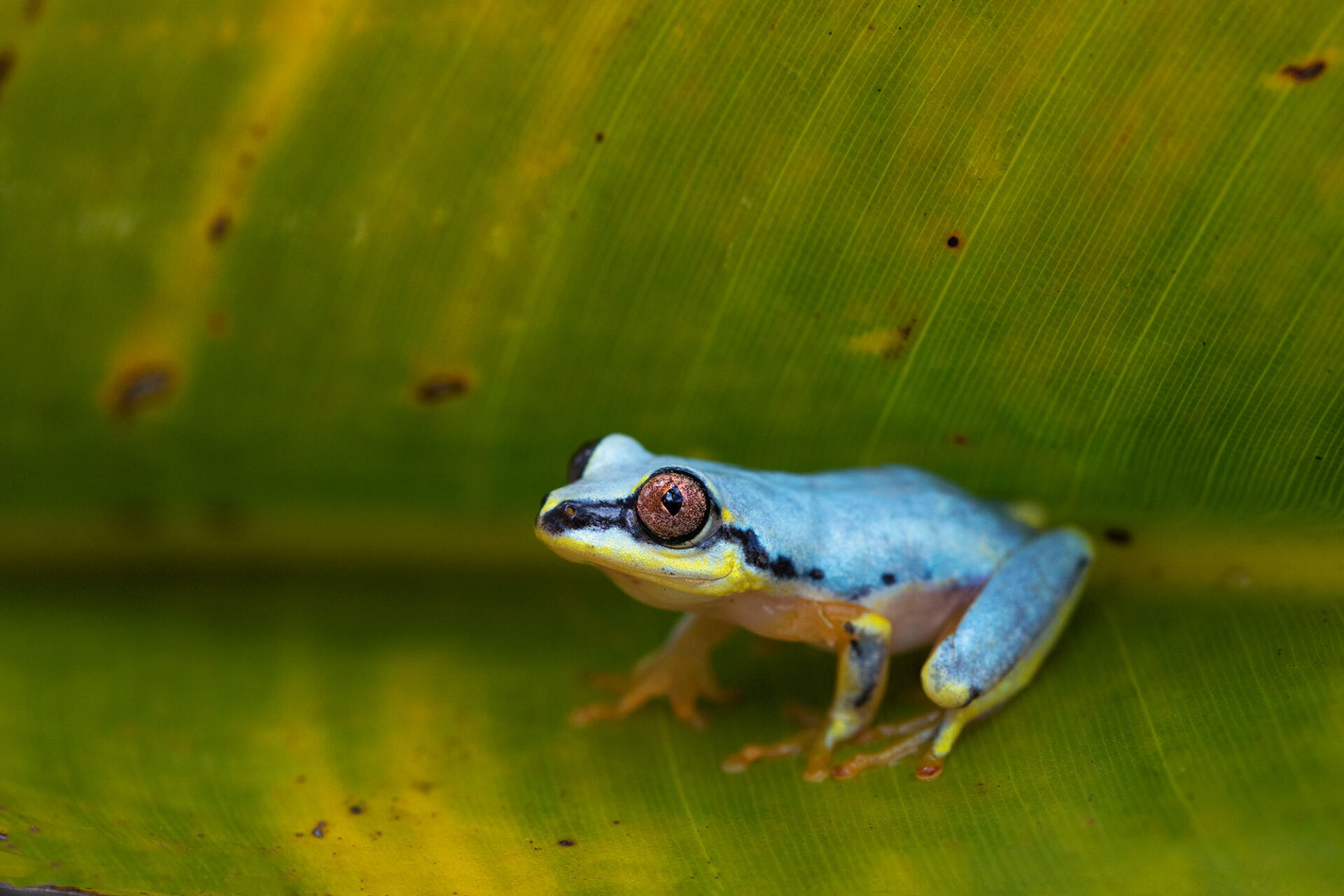 10 Frogs Of Madagascar - Photography Tours To Madagascar