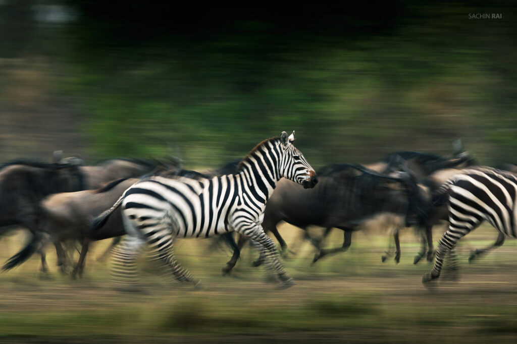 Photography Tour - Gliding Frog