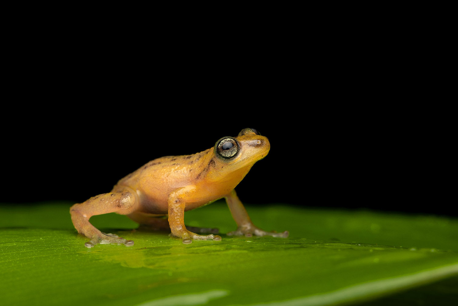 IUCN Status - Gliding Frog